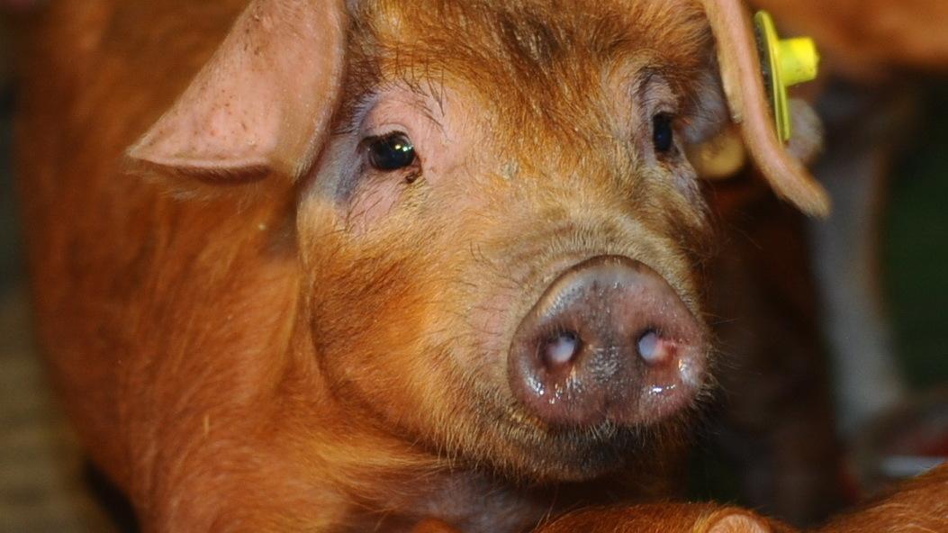 Durocs | Hof Grösbrink GbR in Gescher-Hochmoor